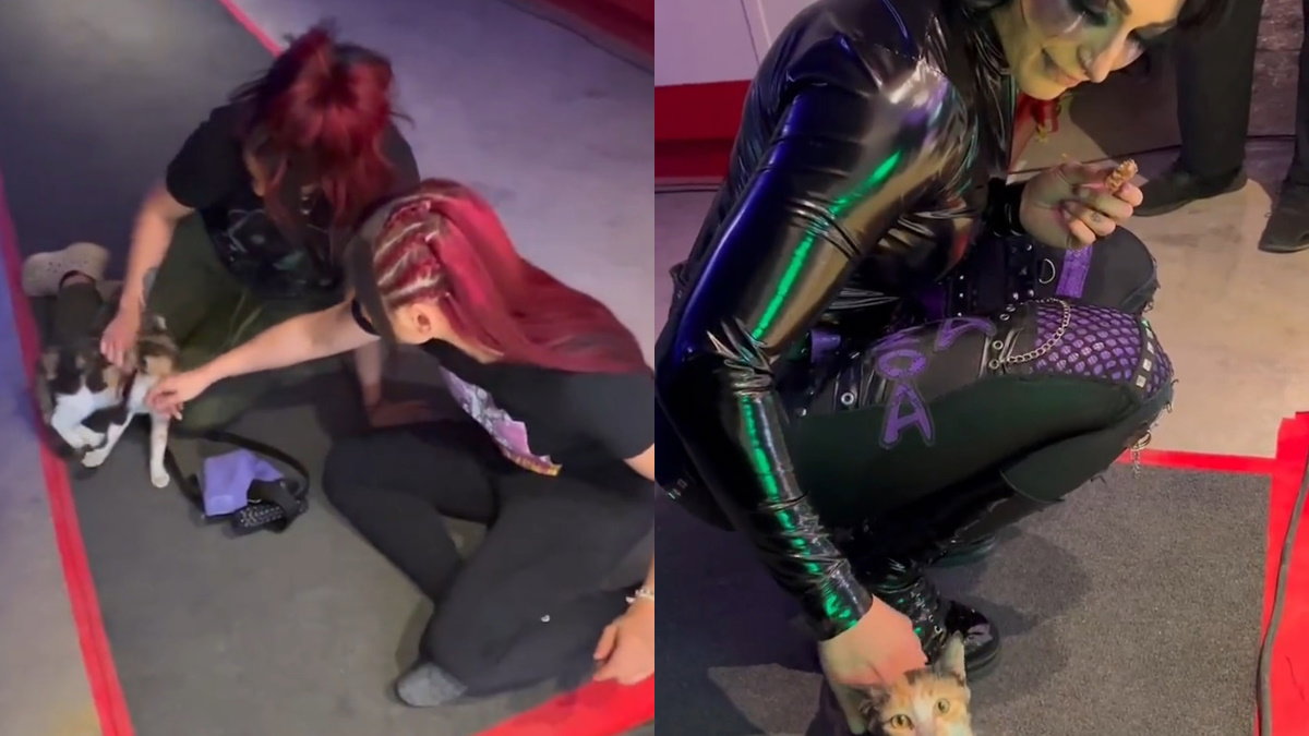 VIDEO: WWE Stars' Wholesome Encounter With Stray Cat Backstage At Crown ...